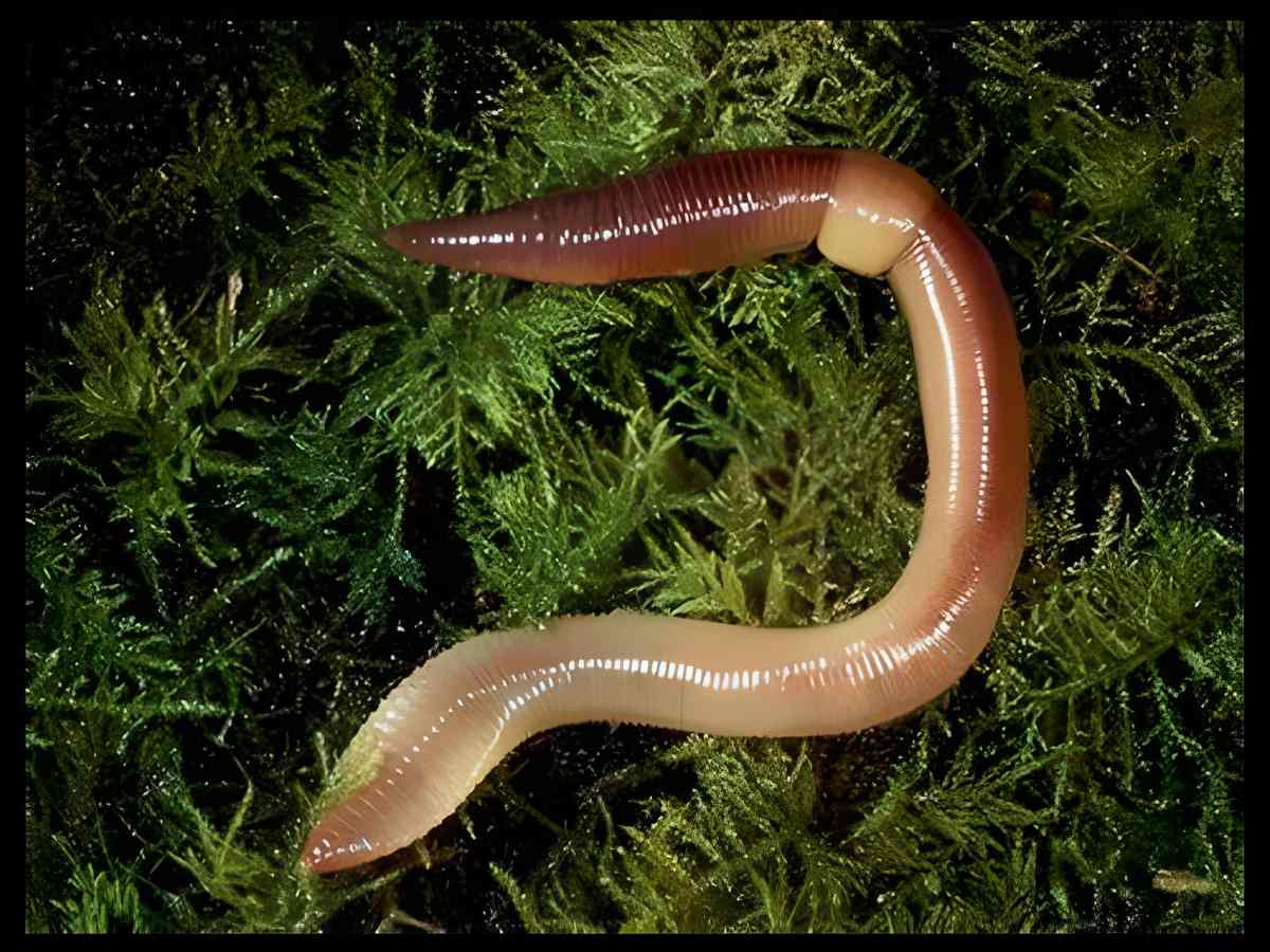 How Come Earthworm Can Still Live After Splitting In Half Malevus How Come Earthworm Can Still Live After Splitting In Half Malevus