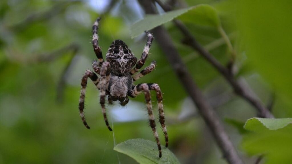 Why Do Some Female Spiders Eat Their Mates? - Malevus