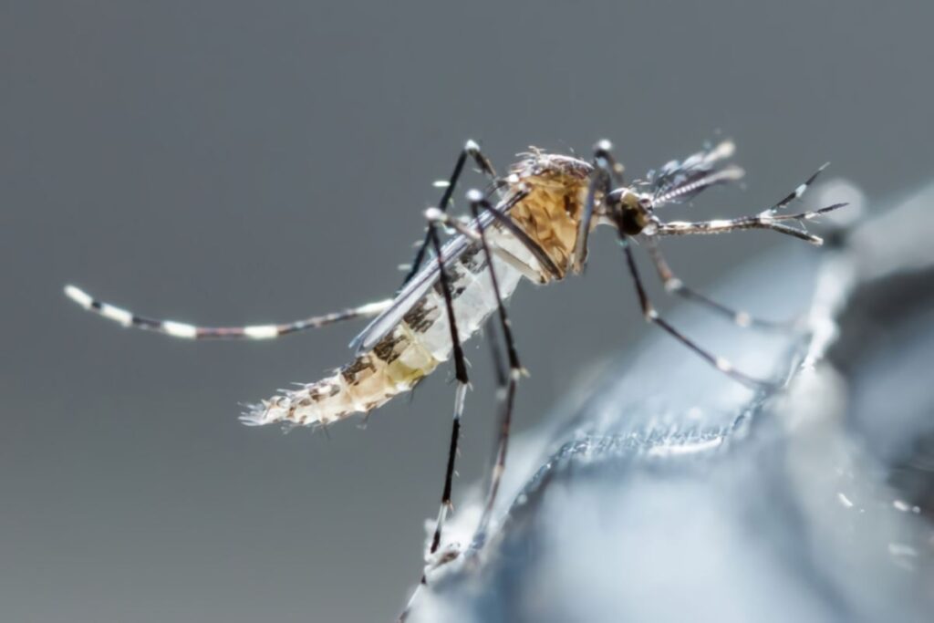 Where Do Mosquitoes Go in the Winter? - Malevus