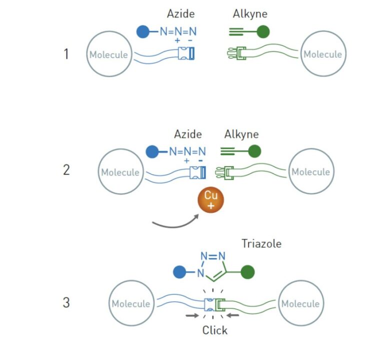 2022 Nobel Prize in Chemistry for "Click Chemistry" - Malevus