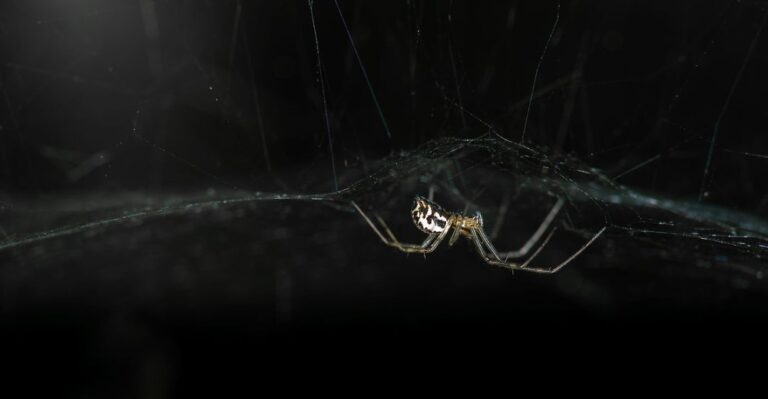 How Spiders Fly: Electricity Instead of Wings - Malevus
