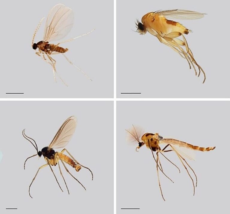 How Many Undiscovered Species Are There? - Malevus
