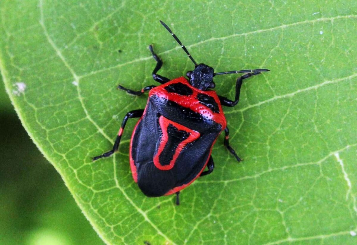 Perillus Bioculatus (Two-Spotted Stink Bug): Everything About It - Malevus