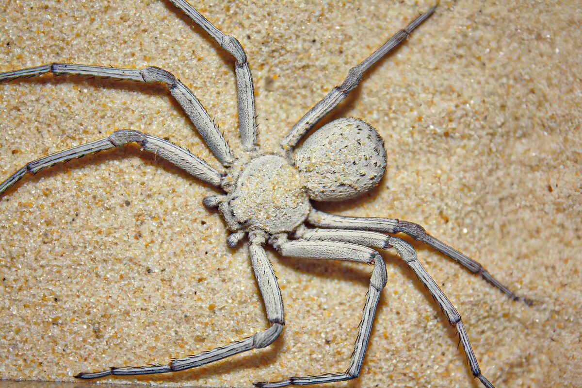 Sicarius Terrosus (Sicarius Thomisoides): A Sand Spider - Malevus