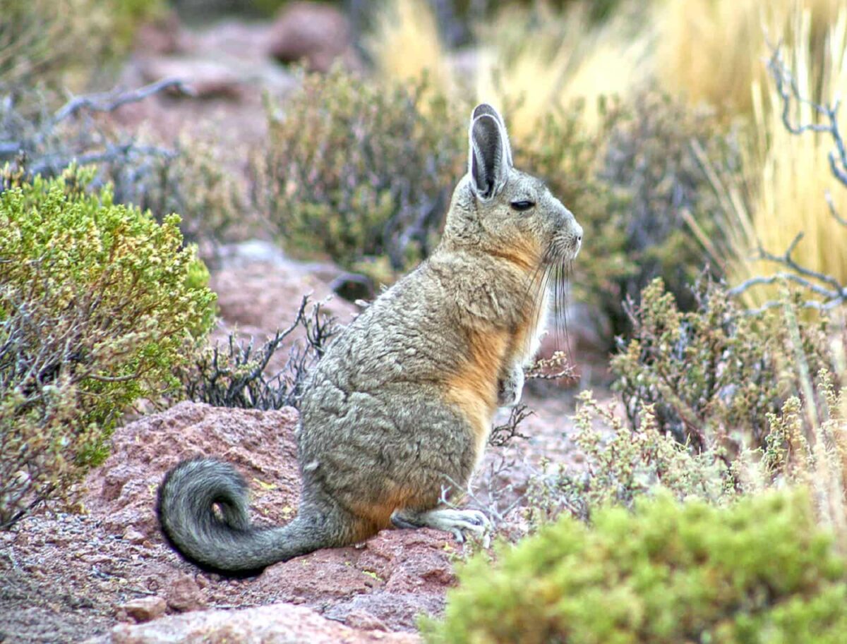 Southern Viscacha: An Andean Rodent of High-Altitude - Malevus