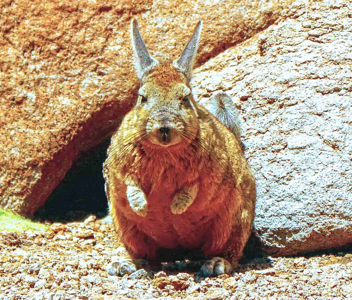 Southern Viscacha: An Andean Rodent of High-Altitude - Malevus
