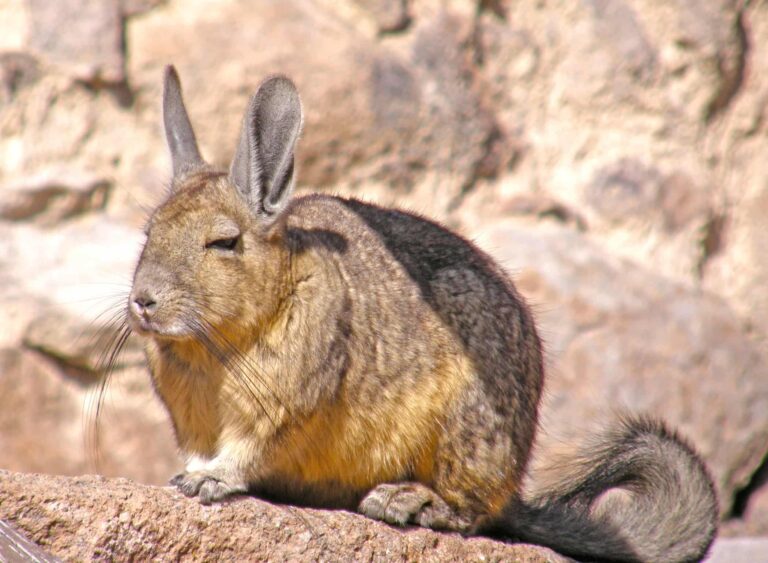 Viscacha: They Are neither a Rabbit nor a Rat - Malevus